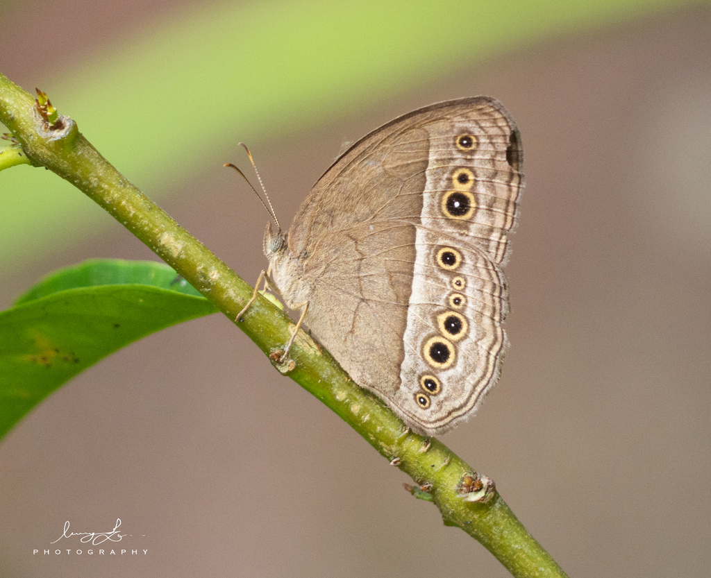 Burmese Bushbrown from taman kuang on January 27, 2024 at 09:14 AM by ...