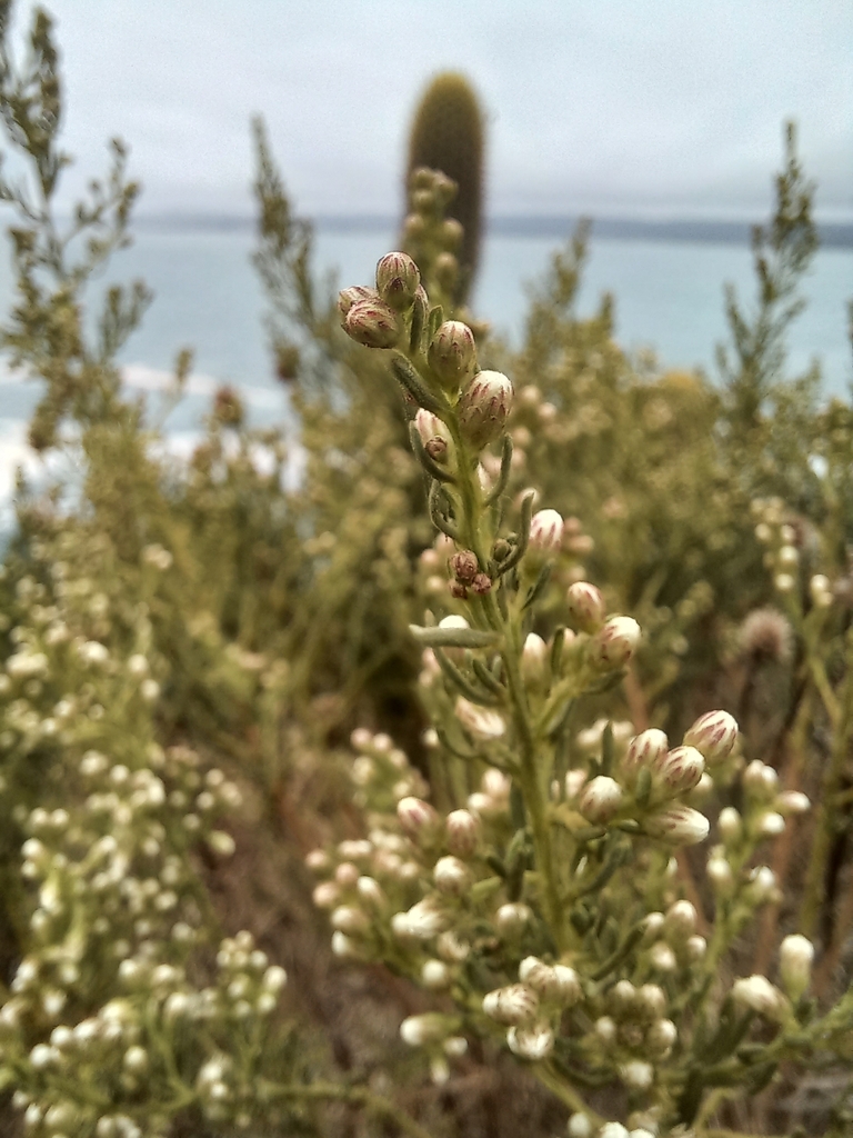 Baccharis from Cartagena, Valparaíso, Chile on January 28, 2024 at 05: ...
