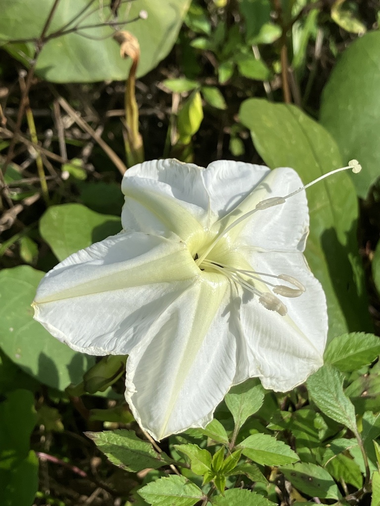 Moonflower from Lake Apopka Restoration Area Trail, Astatula, FL, US on ...