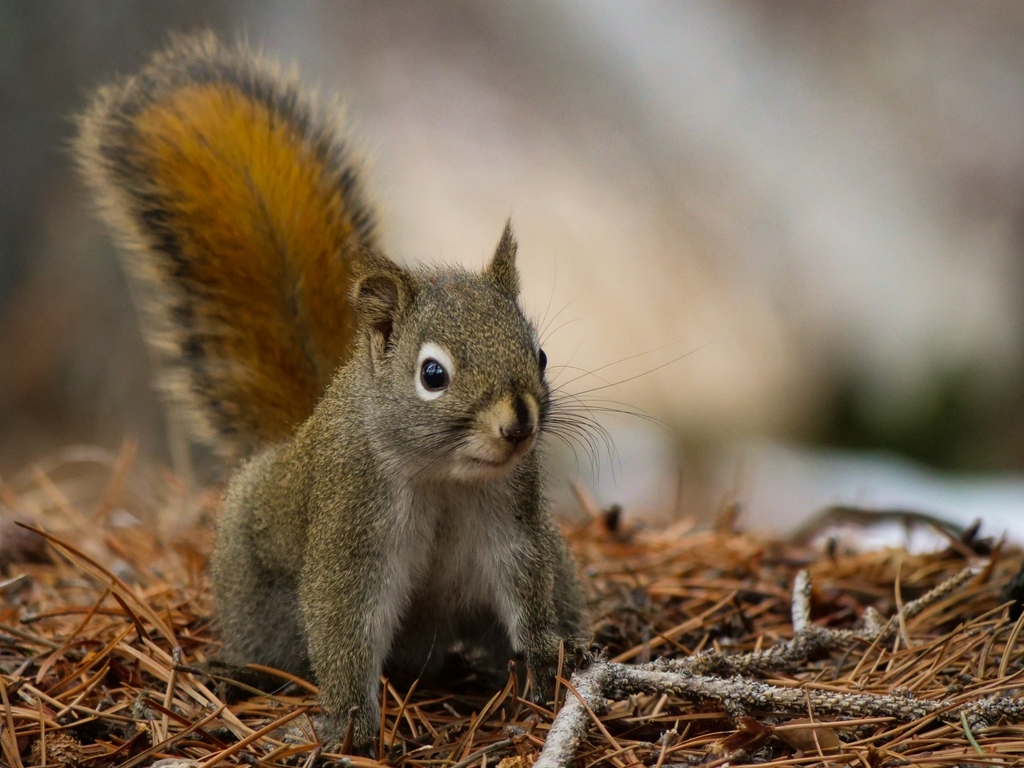 American Red Squirrel from Elkwater, AB T0J 1C0, Canada on January 28 ...