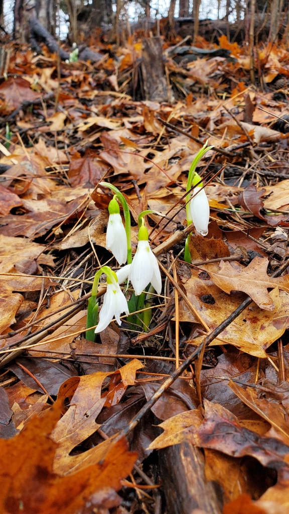 greater snowdrop from Eden Park Dr & Fulton - westbound, Cincinnati, OH ...