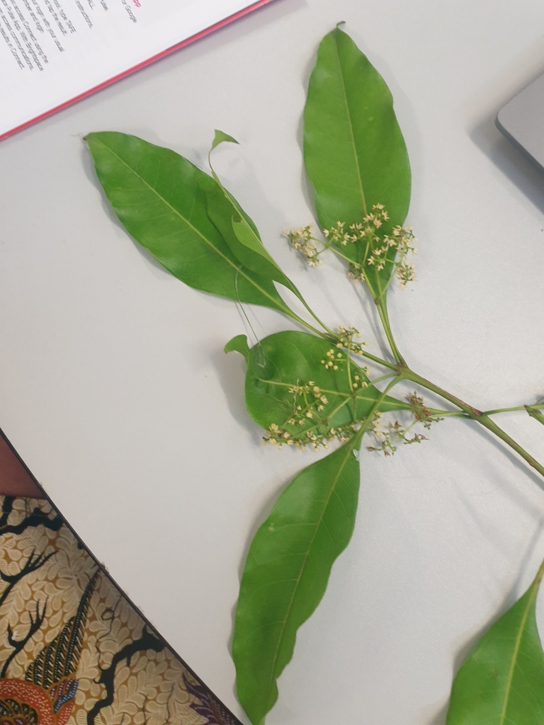 Native Olive by Liss George · iNaturalist