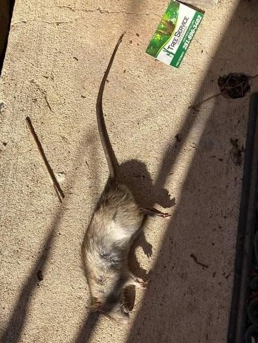 Old World Rats from Houston, TX 77062, USA on January 28, 2024 at 10:11 ...