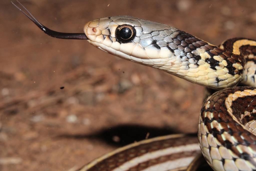Baird's Patchnose Snake from 48544 Jal., México on January 28, 2024 at ...