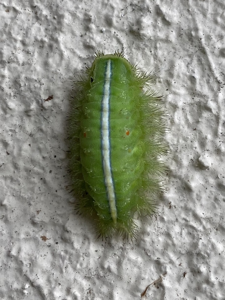 Thosea sinensis from Nandan Road, Shanghai, Shanghai, CN on August 12 ...