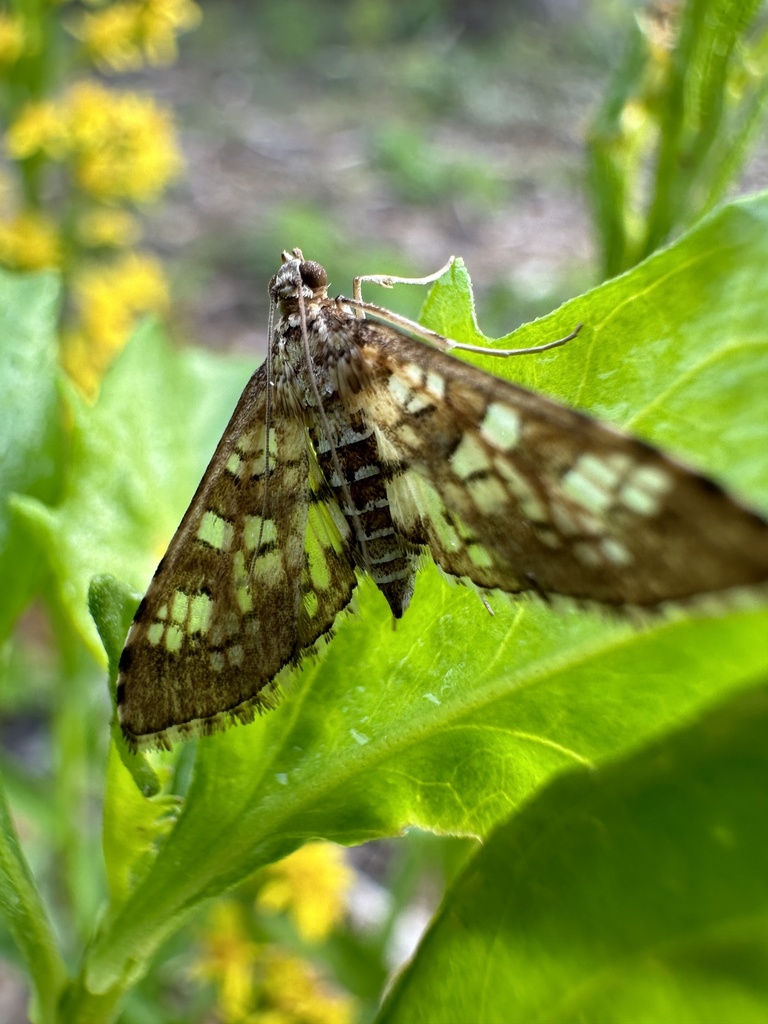 Stained-glass Moth from Falcon Ridge, Manvel, TX, US on November 19 ...