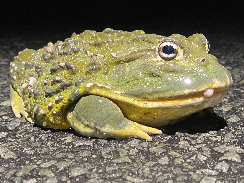 Giant African Bullfrog in January 2024 by Wolfgang Wüster · iNaturalist
