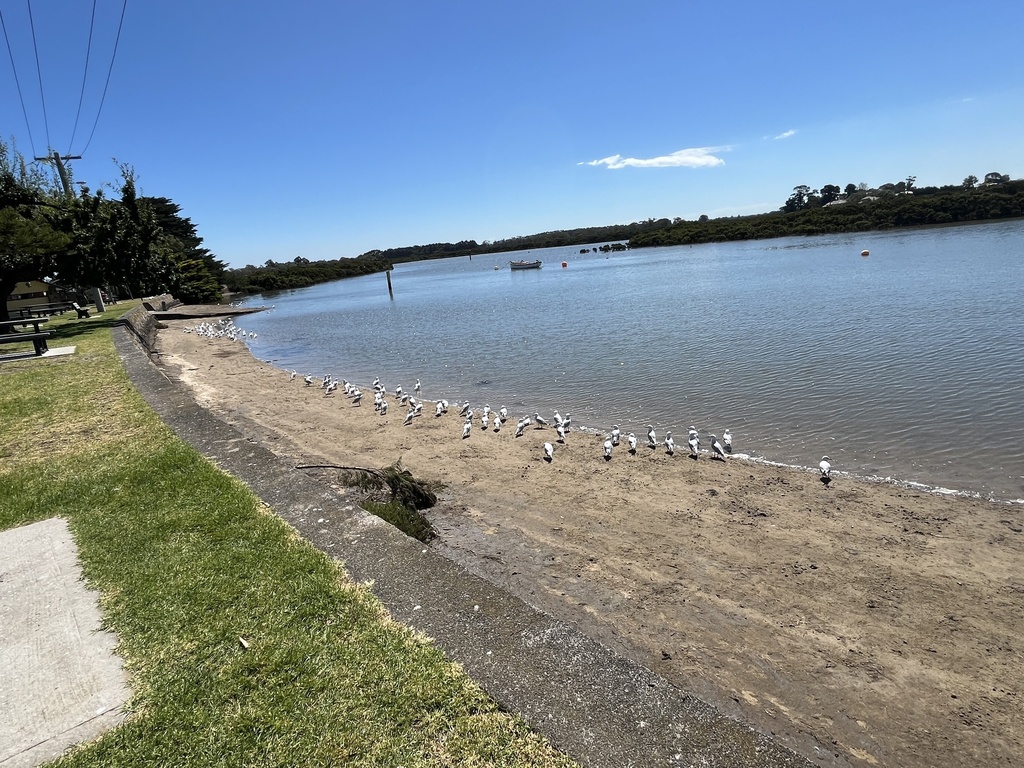 Silver Gull from Tooradin Foreshore, Tooradin, VIC, AU on January 29 ...