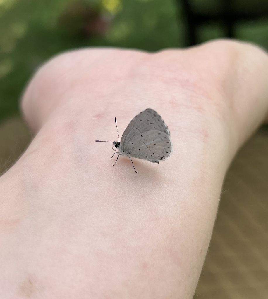 Holarctic Azures from Lewisburg, WV, US on June 17, 2023 at 01:12 PM by ...