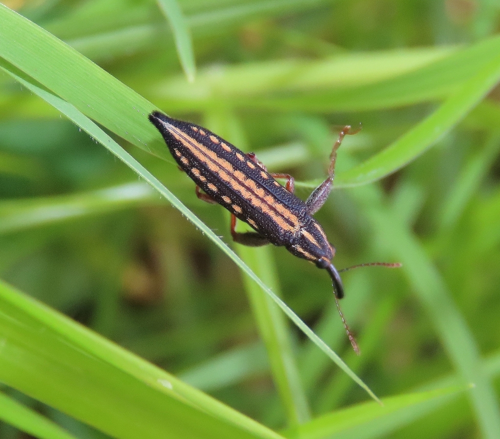 Rhinotia lineata from Pambula NSW 2549, Australia on January 27, 2024 ...