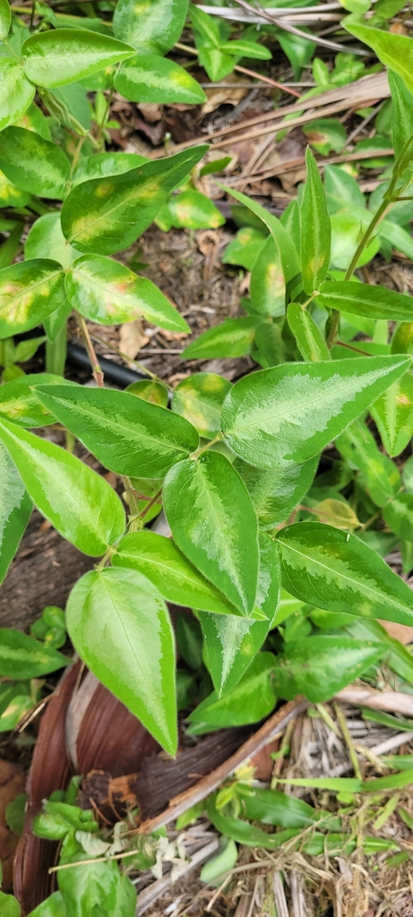 Silverleaf Desmodium by Jesse Holman · iNaturalist