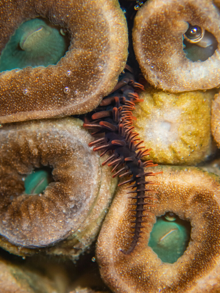 Ophiocoma erinaceus from Nkundwini, South Africa on January 12, 2024 at ...