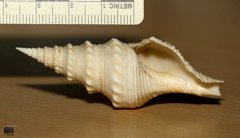 Java Turrid Snail from Mannar, Sri Lanka on January 29, 2024 at 12:19 ...