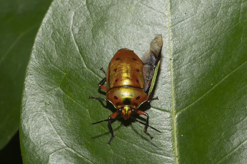 Mangrove jewel bug from Lim Chu Kang, Singapore on January 14, 2024 at ...