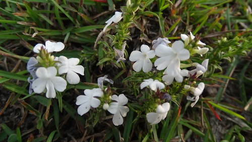 (Striga angustifolia)