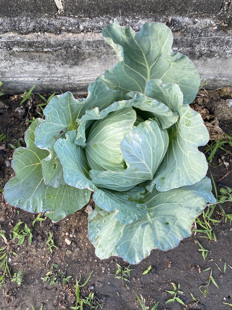 Cabbage from พย. 4006, อ.จุน, จ.พะเยา, TH on January 29, 2024 at 05:45 ...
