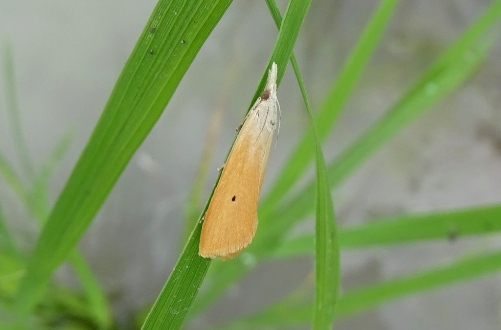 Rice Yellow Stem Borer from Kolathur, Tamil Nadu 603314, India on ...