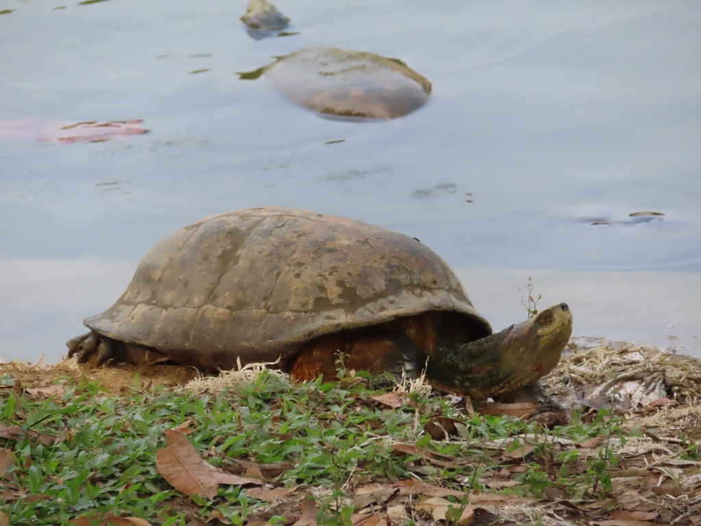 Yellow-headed Temple Turtle in January 2024 by Denis Frechette ...
