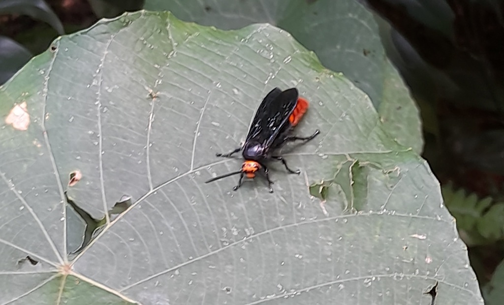 Megascolia azurea michaae from Horampella North, Sri Lanka on 29 ...