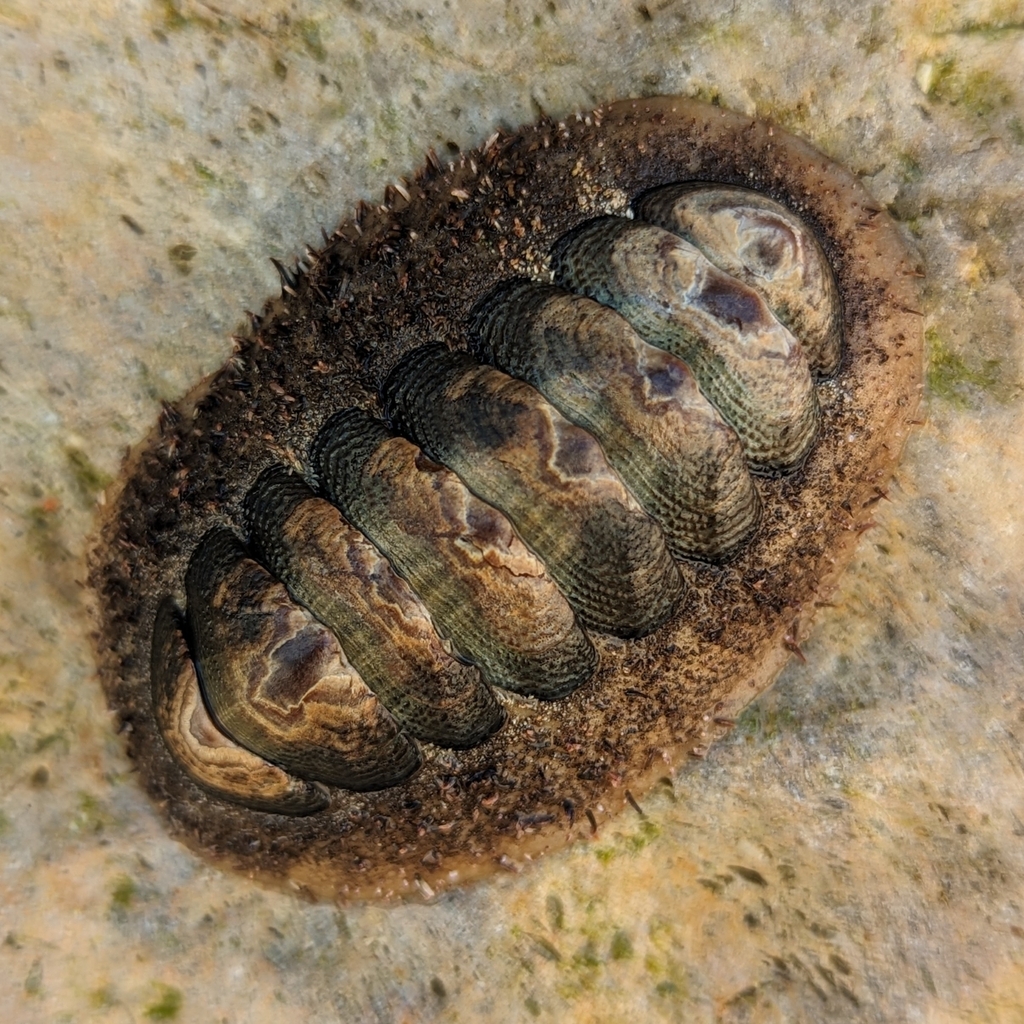 Acanthopleura testudo from Madagascar on January 29, 2024 at 12:05 PM ...