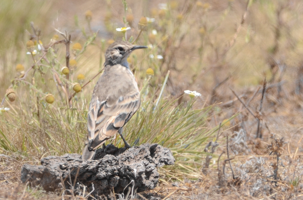 Common Miner from Santo Domingo, Valparaíso, Chile on January 27, 2024 ...