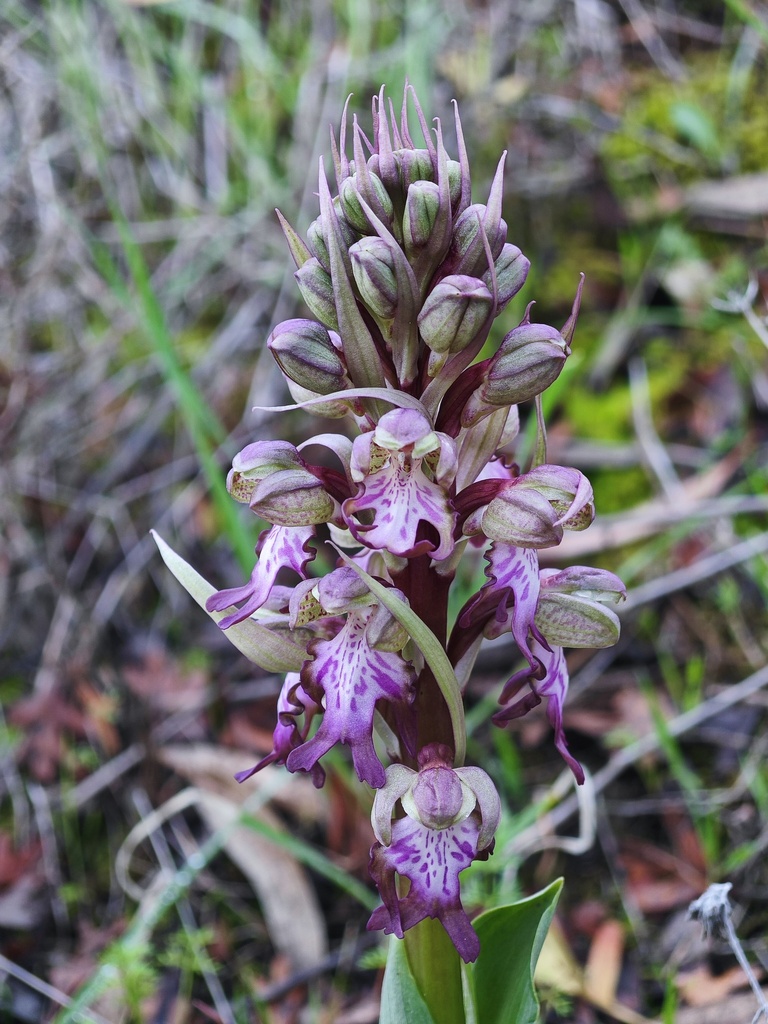 giant orchid from Cyprus, Agrokipia, Nicosia, CY on January 28, 2024 at ...