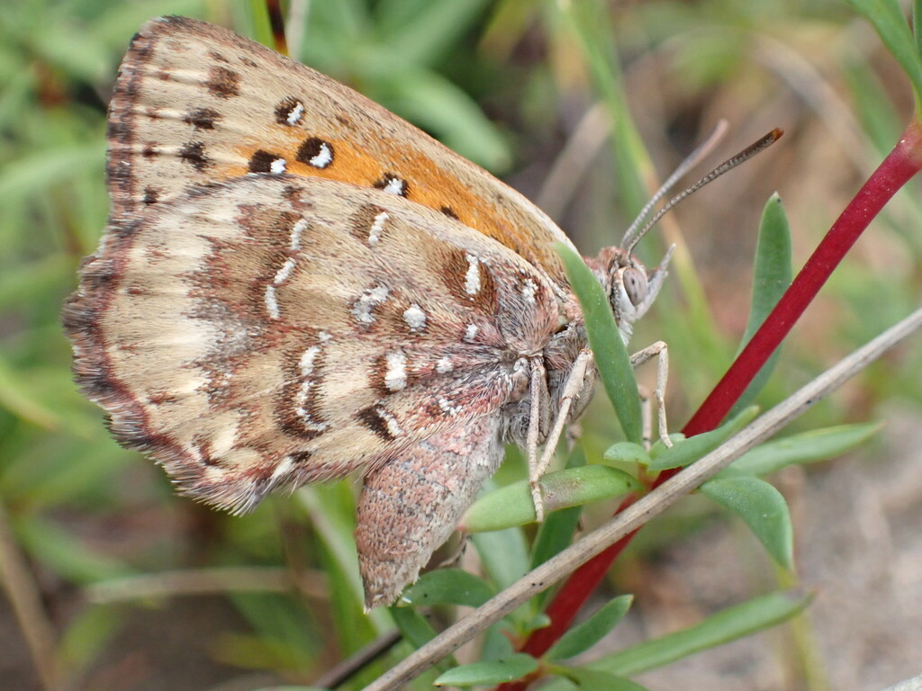 dull copper from Garden Route District Municipality, South Africa on ...