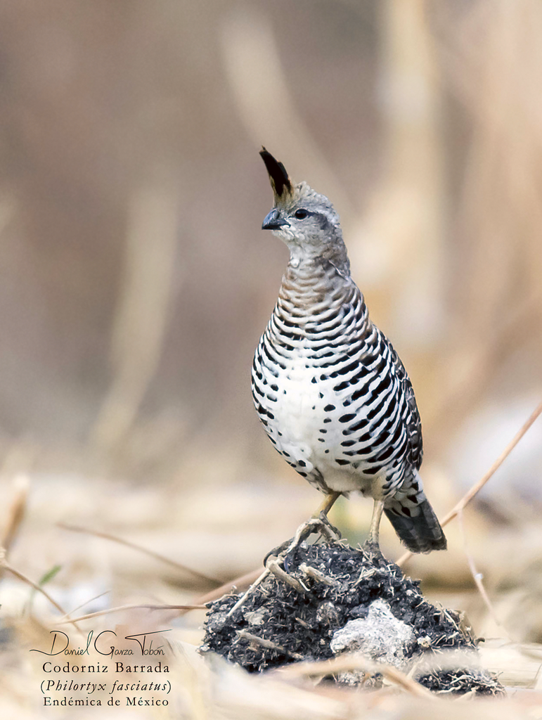 Banded Quail from Carr. Xochicalco- Cuentepec, San Agustin Tetlama ...