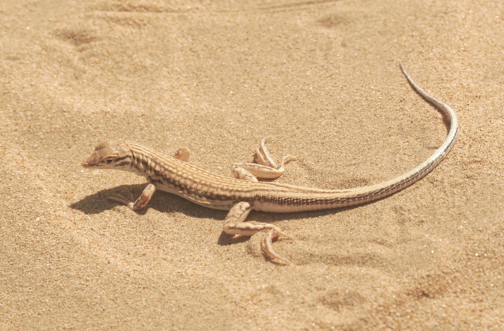 Saudi Fringe-fingered Lizard from Sector, Dubai, Dubai, AE on April 7 ...