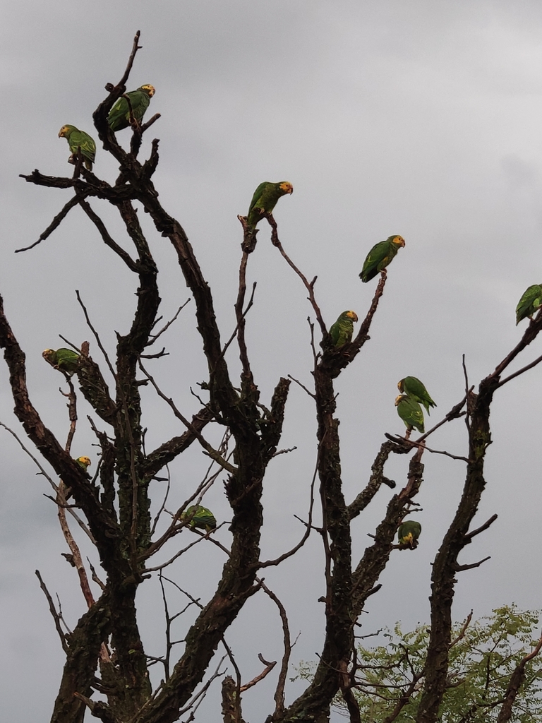Yellow-faced Parrot in January 2024 by Matheus Rodrigues · iNaturalist