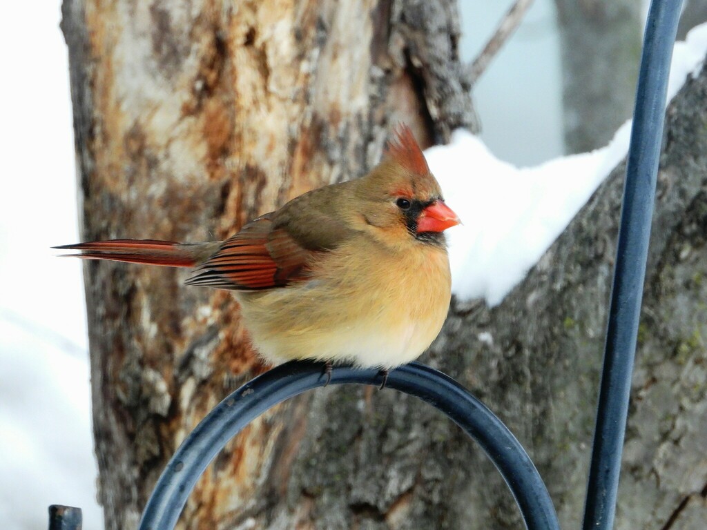 Northern Cardinal from Hamilton, Ohio, United States on January 20 ...
