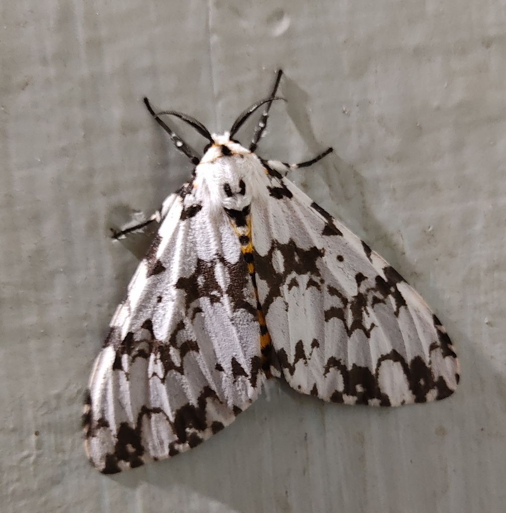 Lymantria from V3M8+X8G, Valanchery, Kerala 676552, India on January 29 ...