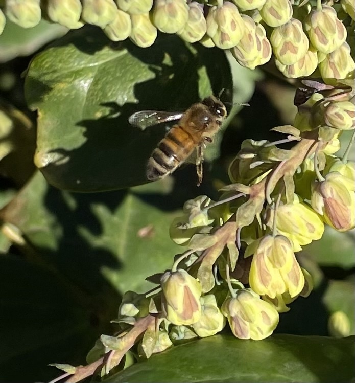 Western Honey Bee from White Rock Trail, Lucas, TX, US on January 29 ...