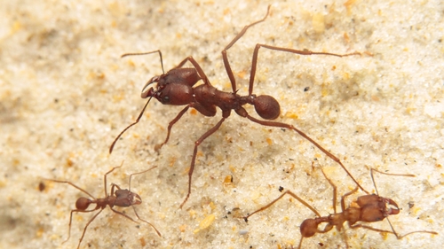 Atta robusta · iNaturalist Mexico