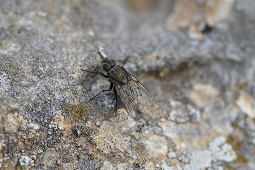 Phaoniinae from Γαλάτσι, Ελλάδα on March 4, 2023 at 05:40 PM by Lucas ...