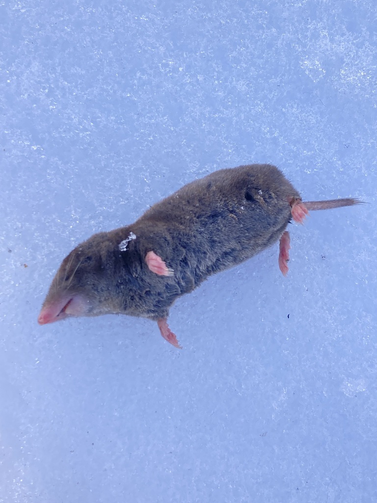 Northern Short-tailed Shrew from Orillia, ON, Canada on January 29 ...