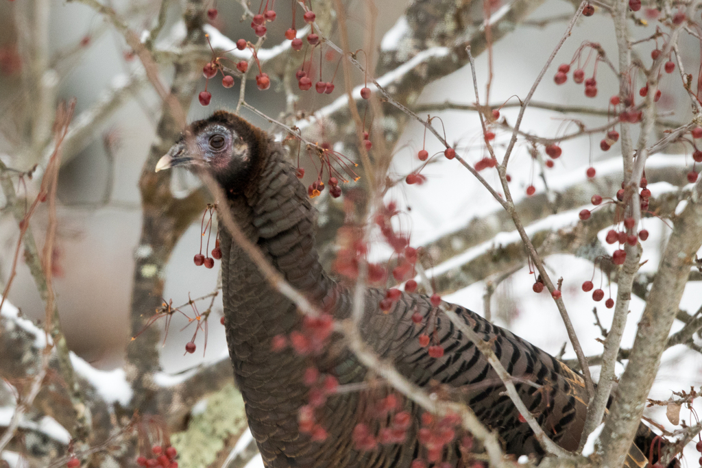Wild Turkey from Washington County, VT, USA on January 29, 2024 at 12: ...