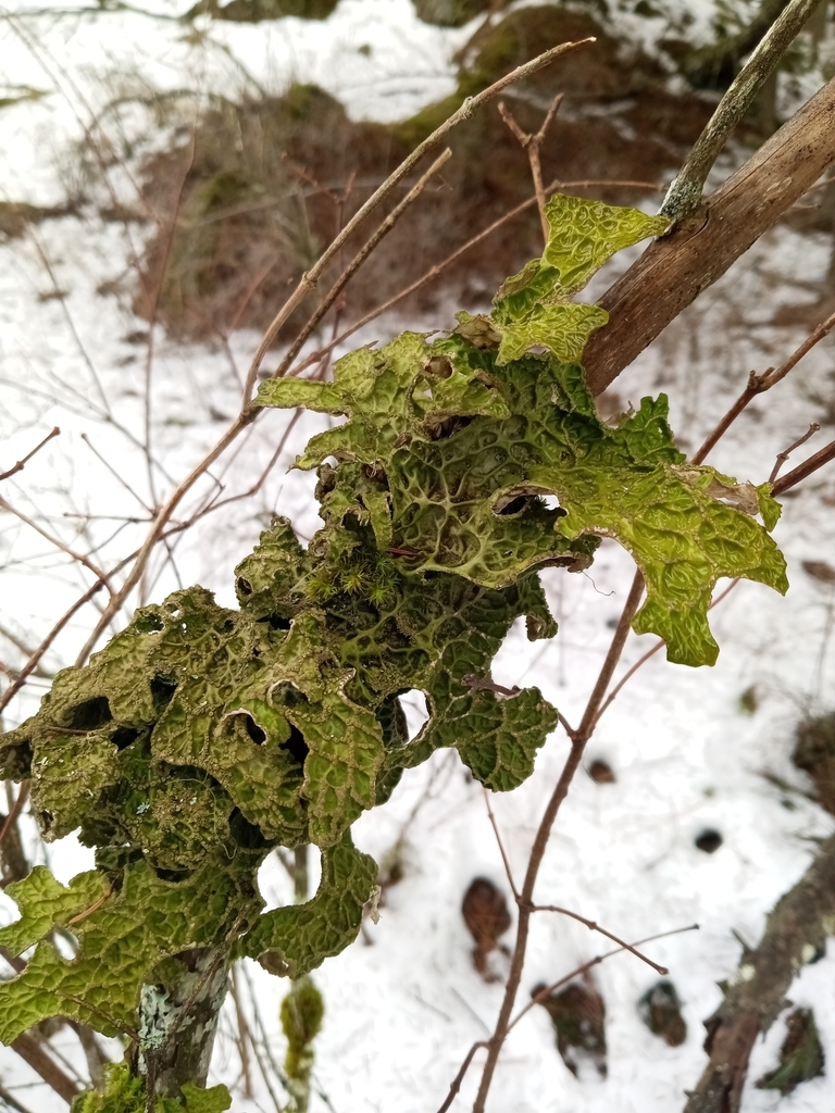 Tree Lungwort from Thompson Falls, MT 59873, USA on January 29, 2024 at ...