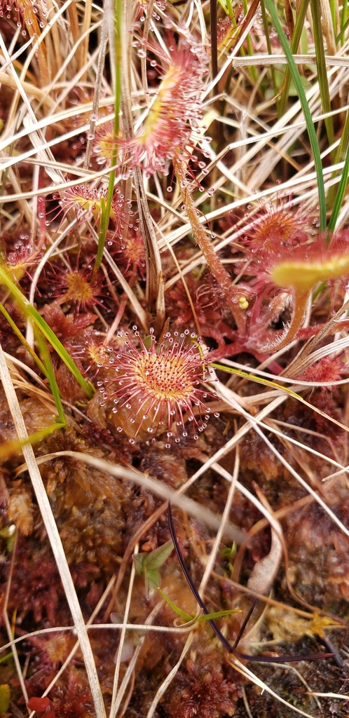 round-leaved sundew from Kitimat-Stikine, BC, Canada on June 11, 2021 ...