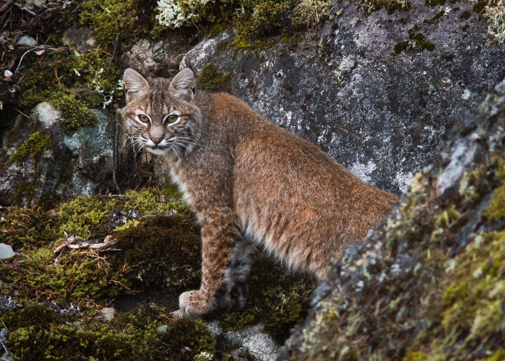 Bobcat from Squamish, BC, Canada on March 24, 2021 at 05:56 PM by Erik ...