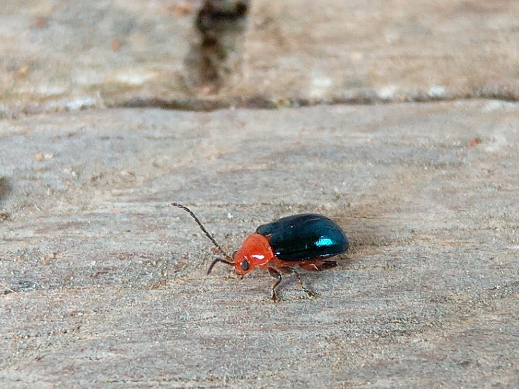 Flea Beetles from Valdivia, Antioquia, Colombia on January 29, 2024 at ...