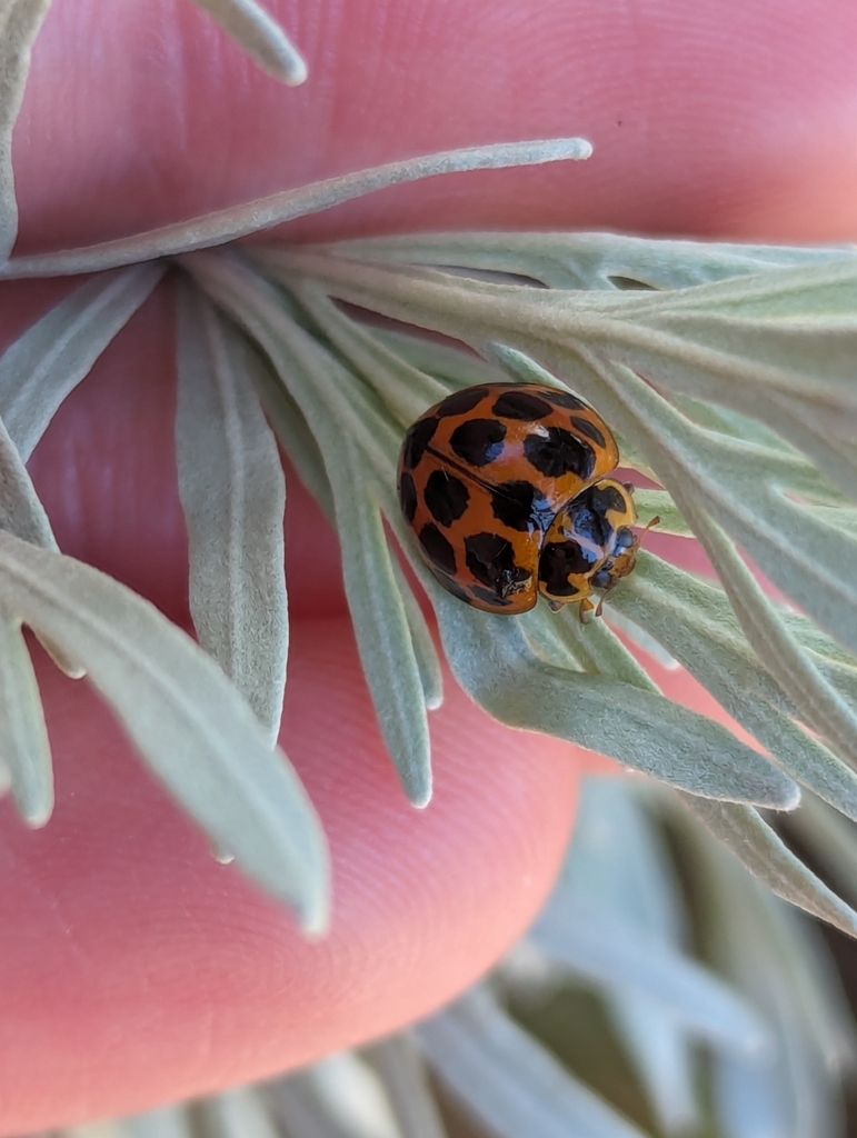 Large Spotted Ladybird in January 2024 by Rex D · iNaturalist