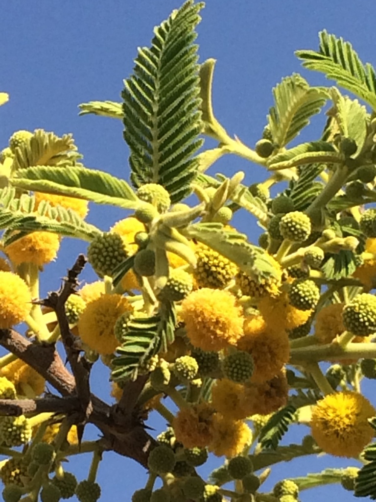 fern-leaf acacia from Tzintzuntzan, MX-MC, MX on April 14, 2019 at 05: ...