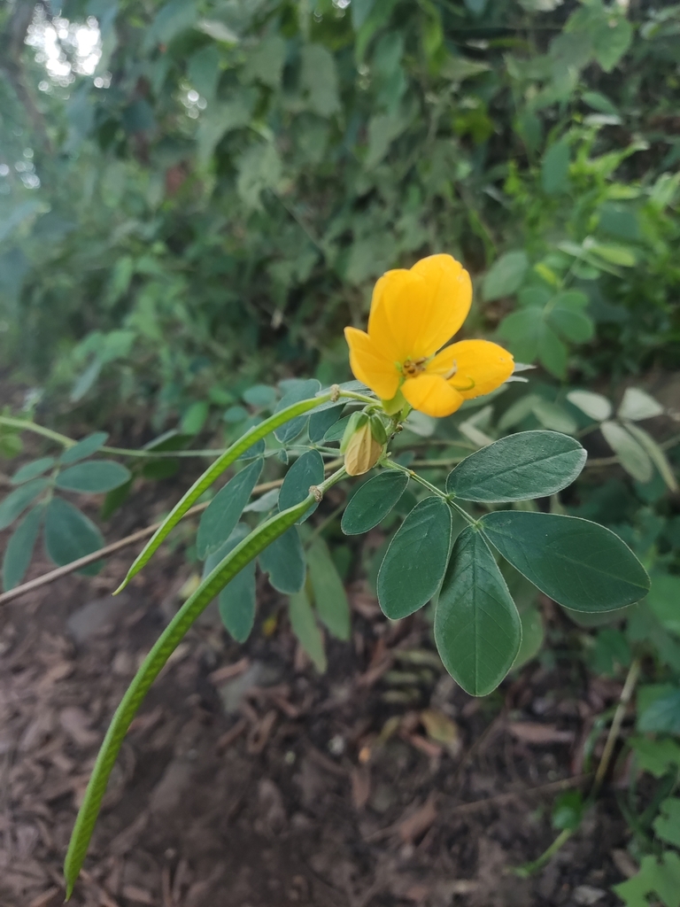 American Sicklepod from 95874 Ver., México on January 29, 2024 at 02:51 ...