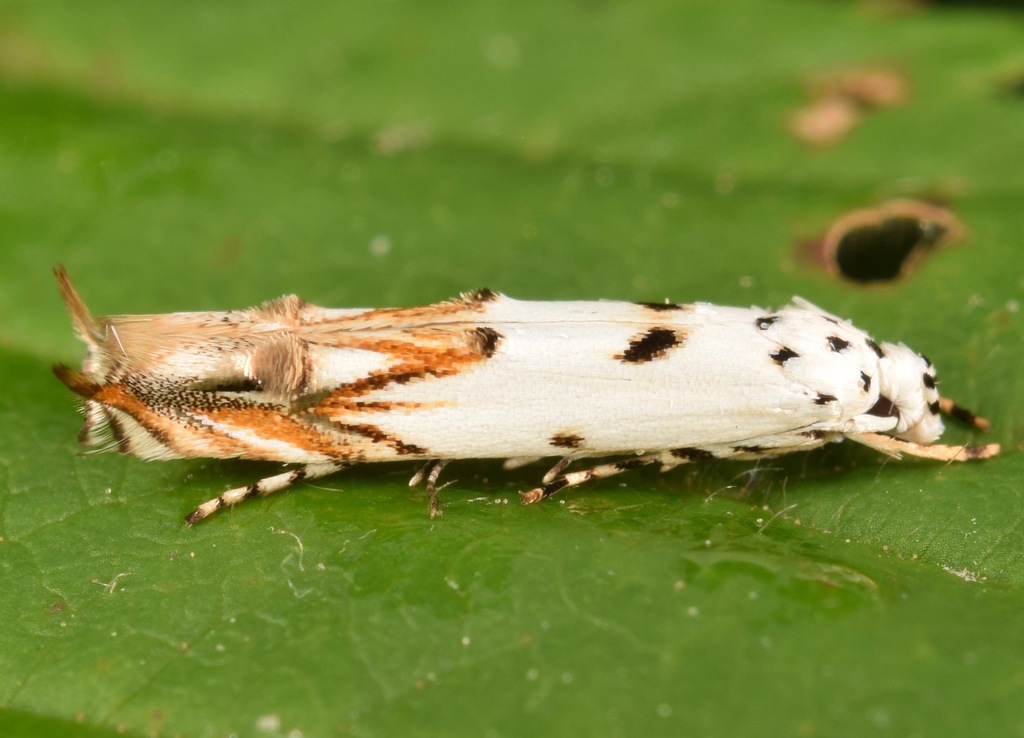 Red-streaked Mompha Moth (Moths of Georgia) · iNaturalist