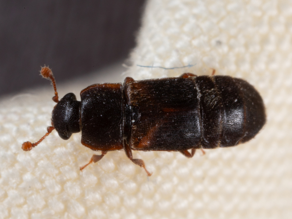 Brachypeplus basalis from Scamander, Tasmania, Australia on November 13 ...
