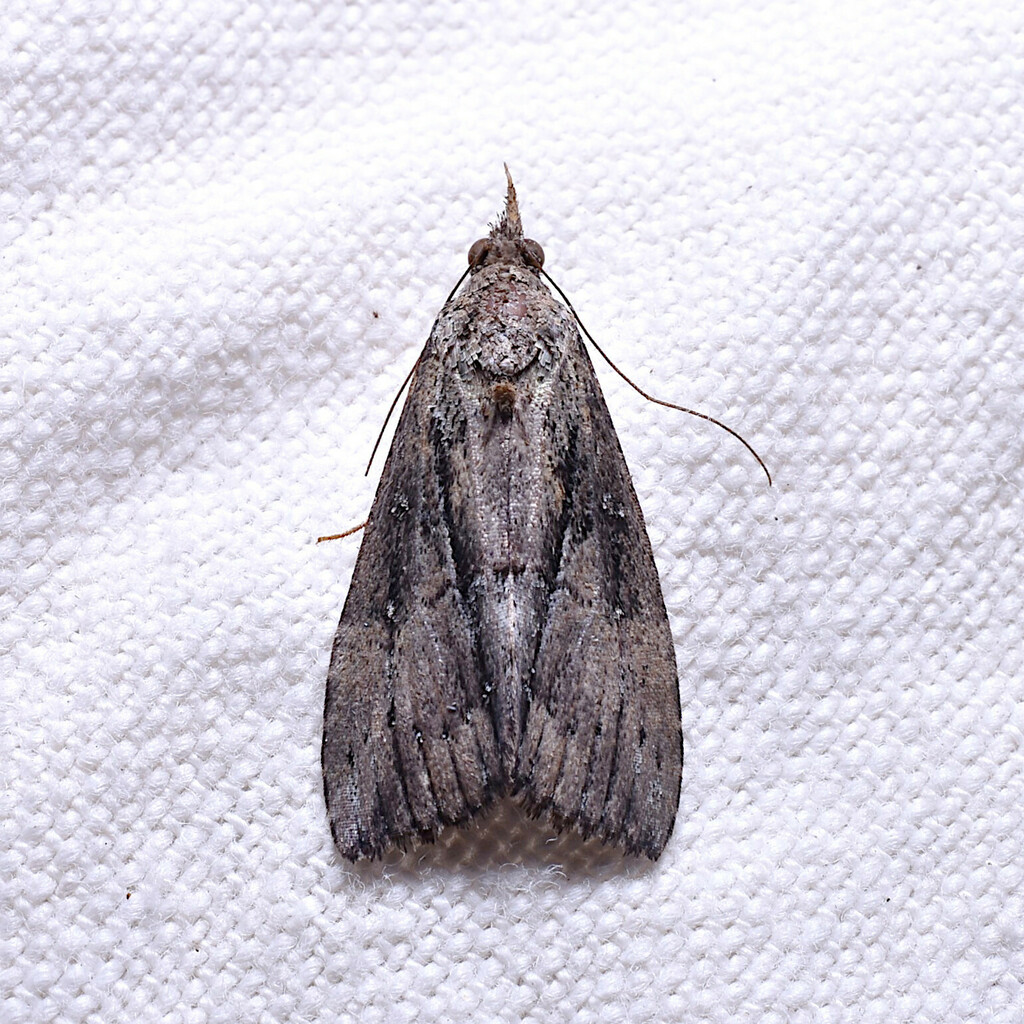 Green Cloverworm Moth from Morgantown, WV, USA on January 29, 2024 at ...