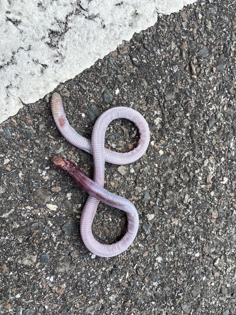 Florida Worm Lizard in January 2024 by Joel Johnson · iNaturalist