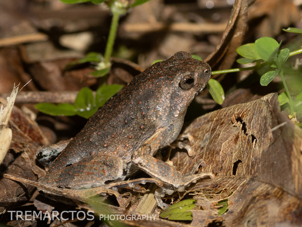 Painted Forest Toadlet from Pantiacolla Lodge, Peru on January 2, 2022 ...