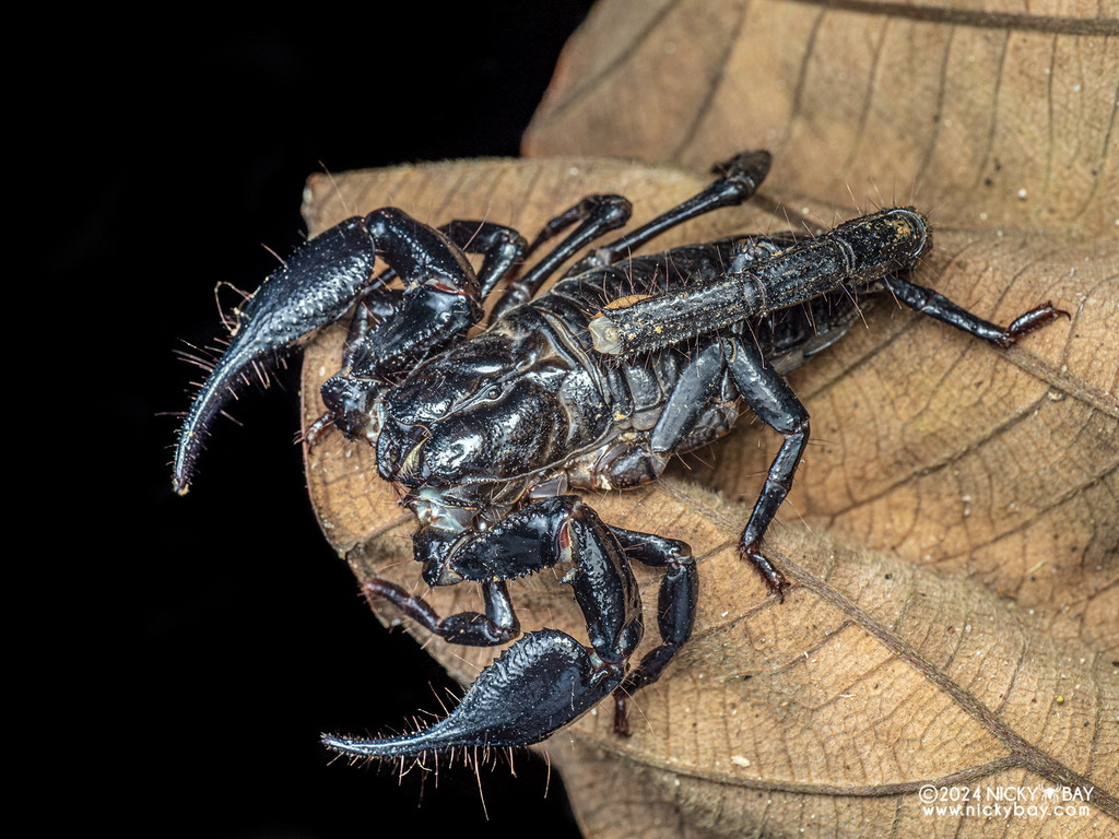 Giant Blue Scorpion from Kedah, Malaysia on January 20, 2024 at 09:09 ...